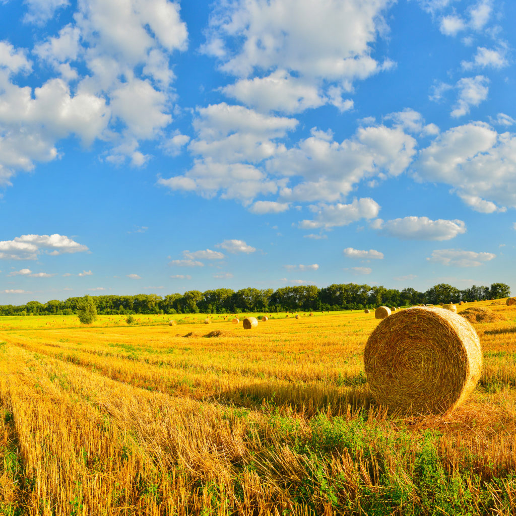 Yet Another Worry in Farm Country - Farm Policy Facts